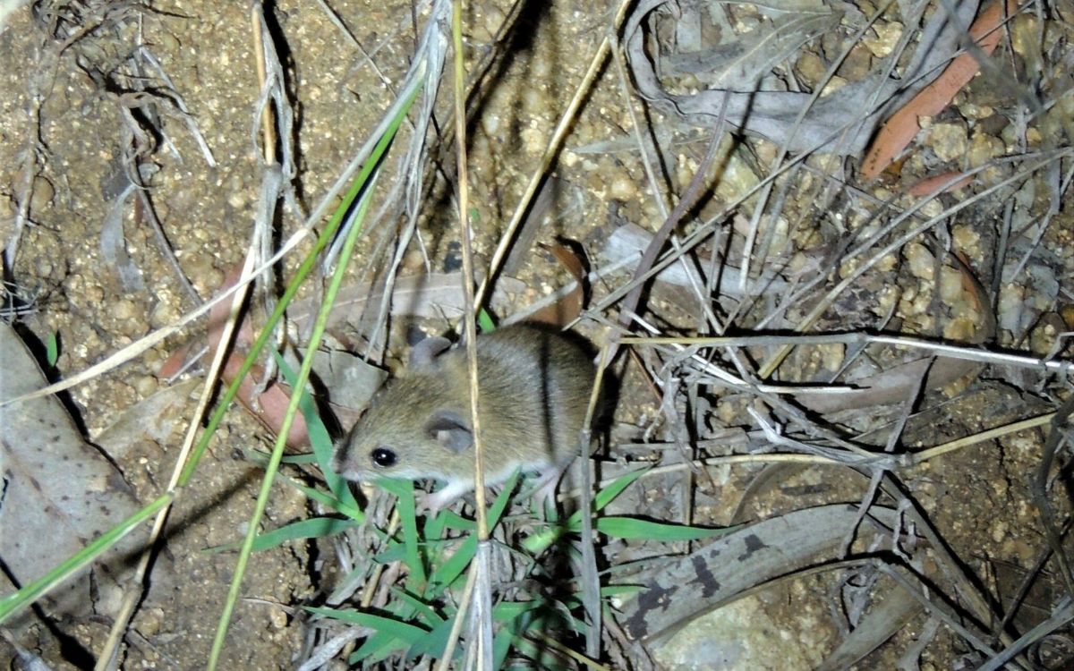 Una especie de ratón se convierte en tres distintas | Aristegui Noticias