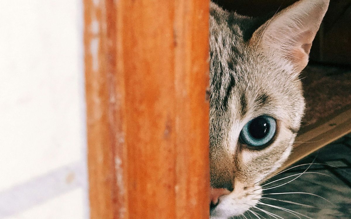 Gato cae a tanque con químicos tóxicos y pone en alerta a ciudad ...