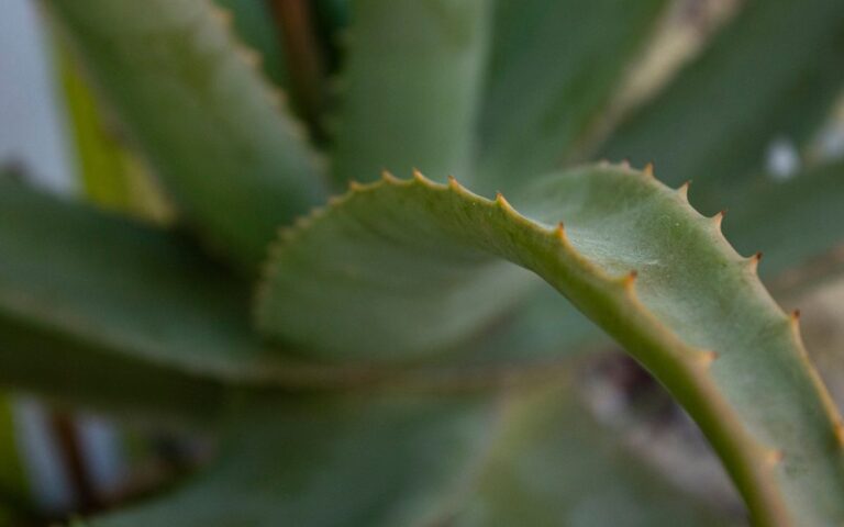 ¿Qué beneficios tiene tomar sábila? | Aristegui Noticias
