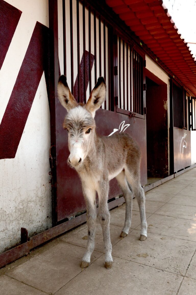 ¡Bienvenido Juanito! Conoce al tierno burro recién nacido en IPN ...