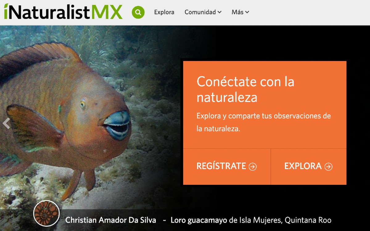 ¿Quieres tener un biólogo en tu bolsillo? Descubre 'Naturalista' y ...