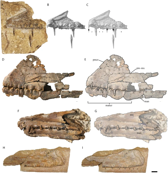 Huesos de hace 100 millones de años desvelan nueva especie de saurio ...