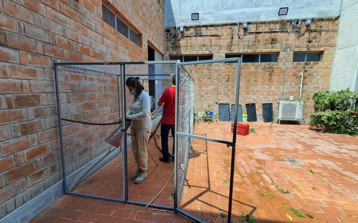 Monos en Tabasco: Lluvias no resuelven la mortandad | Aristegui Noticias