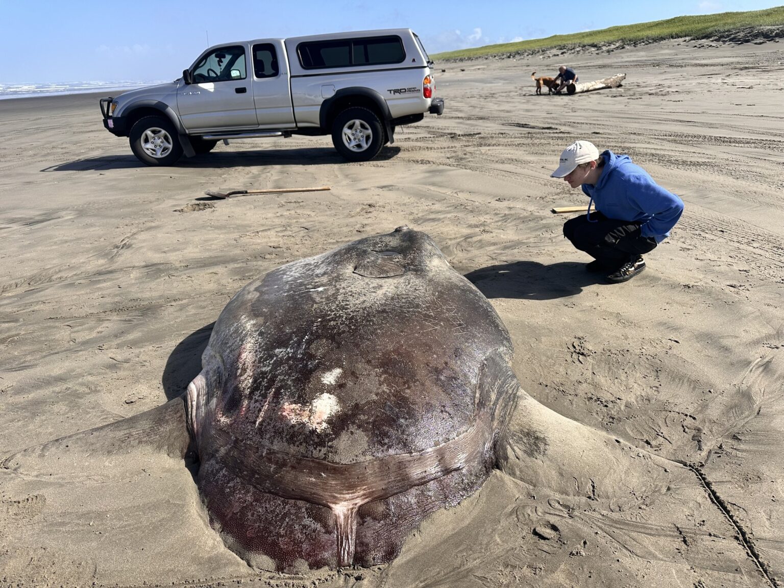 Encuentran enorme pez 'luna' en las costas de Oregon | Fotos ...