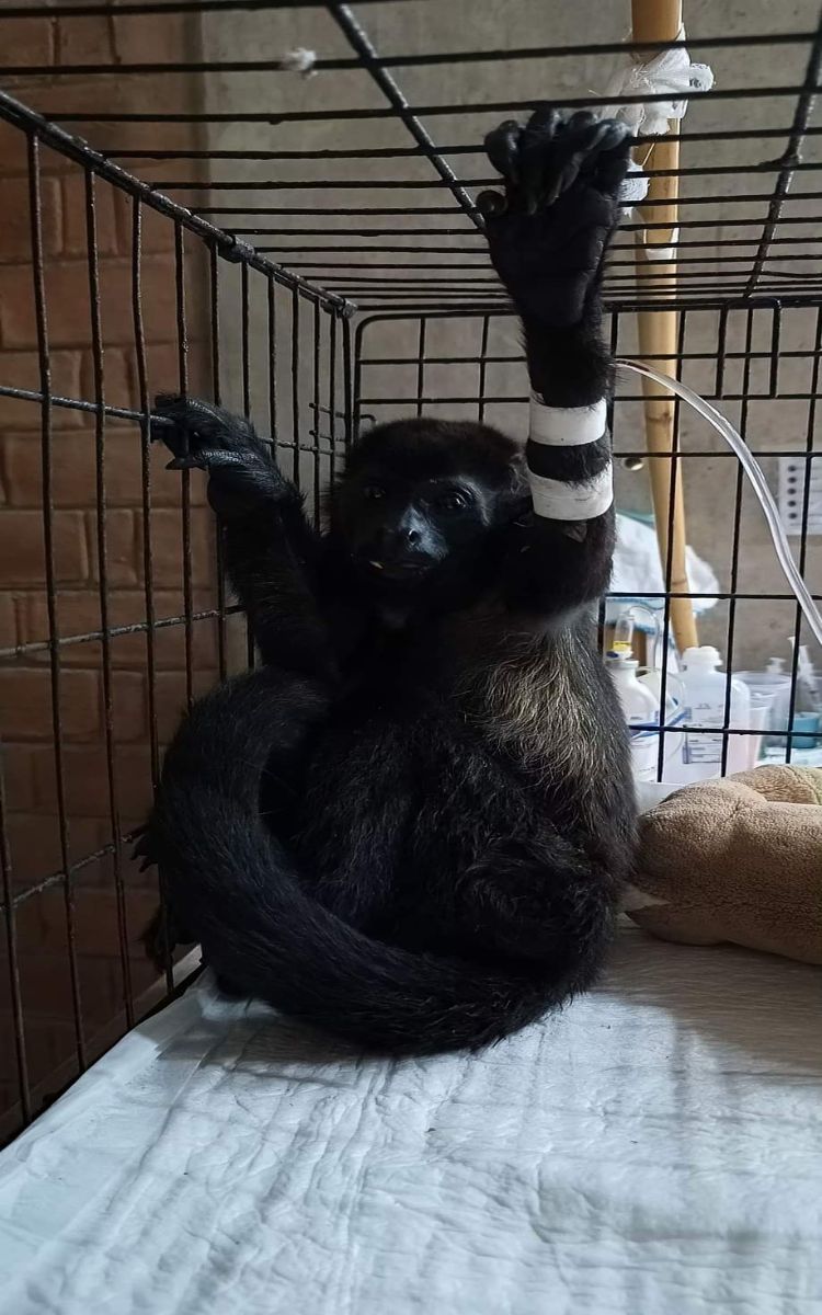 Monos en Tabasco: Lluvias no resuelven la mortandad | Aristegui Noticias