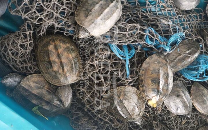 Profepa asegura 261 animales silvestres ocultos en maletas de viaje ...