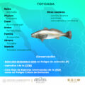 De la piscifactoría al mar: la regeneración de la totoaba, el pez ...