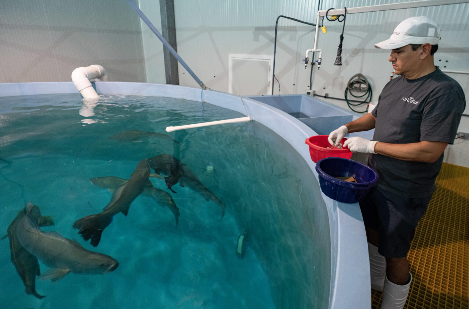 De la piscifactoría al mar: la regeneración de la totoaba, el pez ...