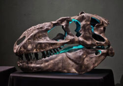 Labocania aguillonae, la nueva especie de tiranosaurio hallada en ...