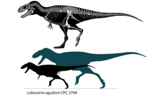 Labocania aguillonae, la nueva especie de tiranosaurio hallada en ...