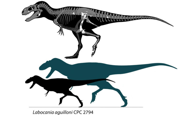 Labocania aguillonae, la nueva especie de tiranosaurio hallada en ...