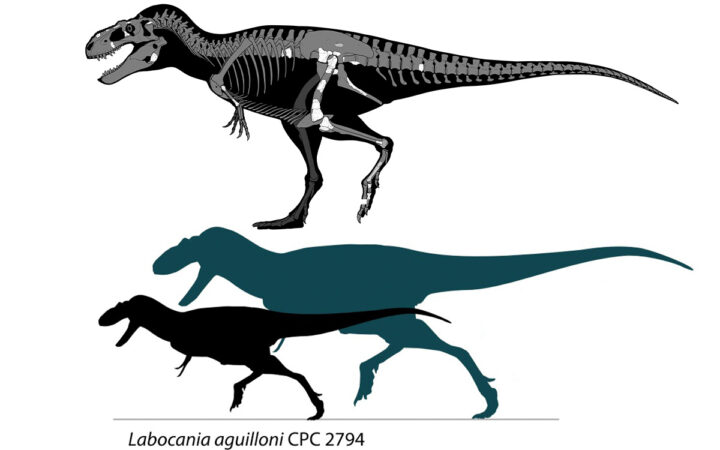 Labocania aguillonae, la nueva especie de tiranosaurio hallada en ...