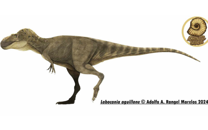 Labocania aguillonae, la nueva especie de tiranosaurio hallada en ...