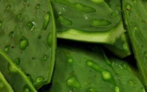 ¿Qué es el nopal y para qué sirve? | Aristegui Noticias