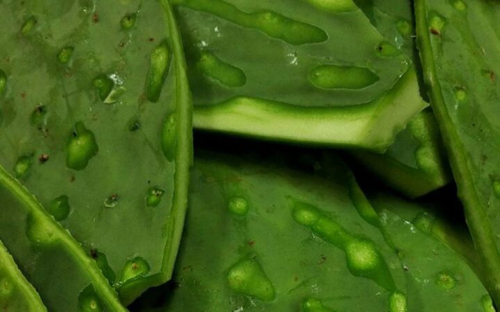 ¿Qué es el nopal y para qué sirve? | Aristegui Noticias