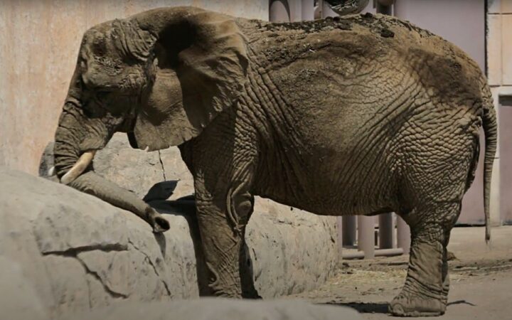 La elefanta Ely gana su primera batalla en la Suprema Corte y se abre ...