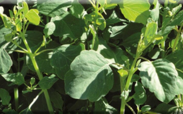 ¿Qué es el quelite y para qué sirve? | Aristegui Noticias