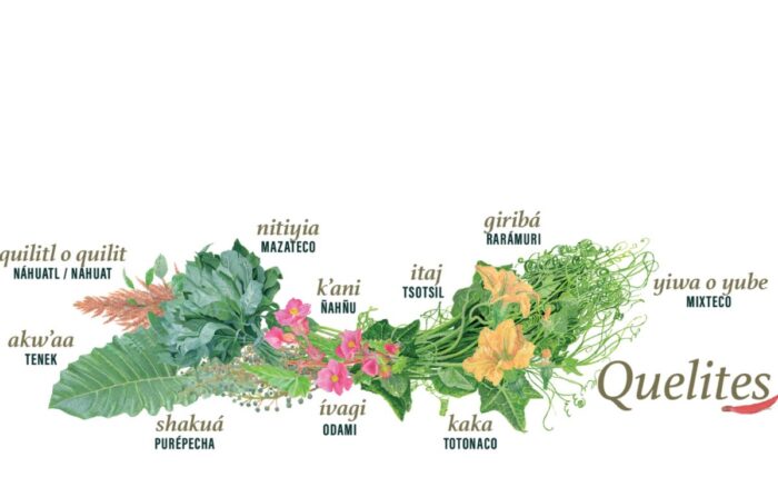 ¿Qué es el quelite y para qué sirve? | Aristegui Noticias