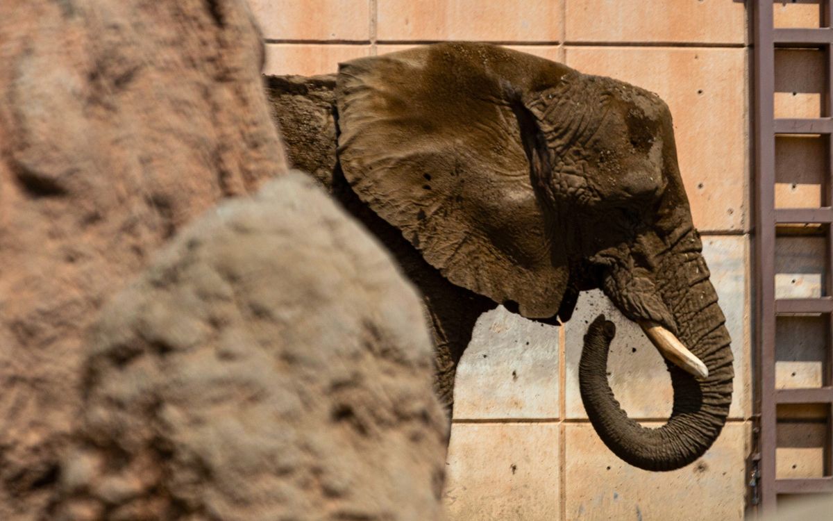 La elefanta Ely gana su primera batalla en la Suprema Corte y se abre ...