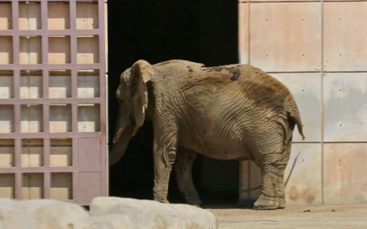 La elefanta Ely disputa su libertad y vida digna en la Suprema Corte ...