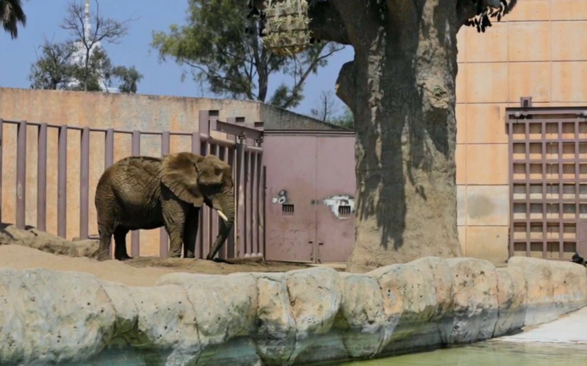 La elefanta Ely disputa su libertad y vida digna en la Suprema Corte ...