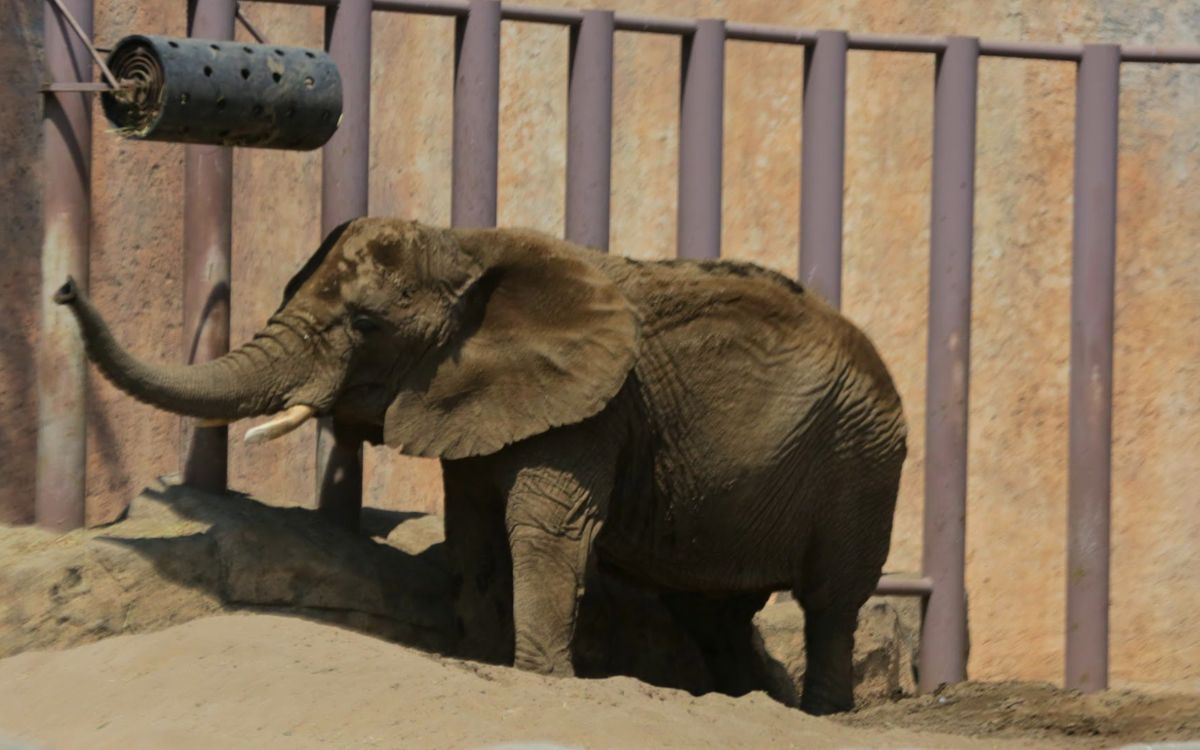 La elefanta Ely disputa su libertad y vida digna en la Suprema Corte ...