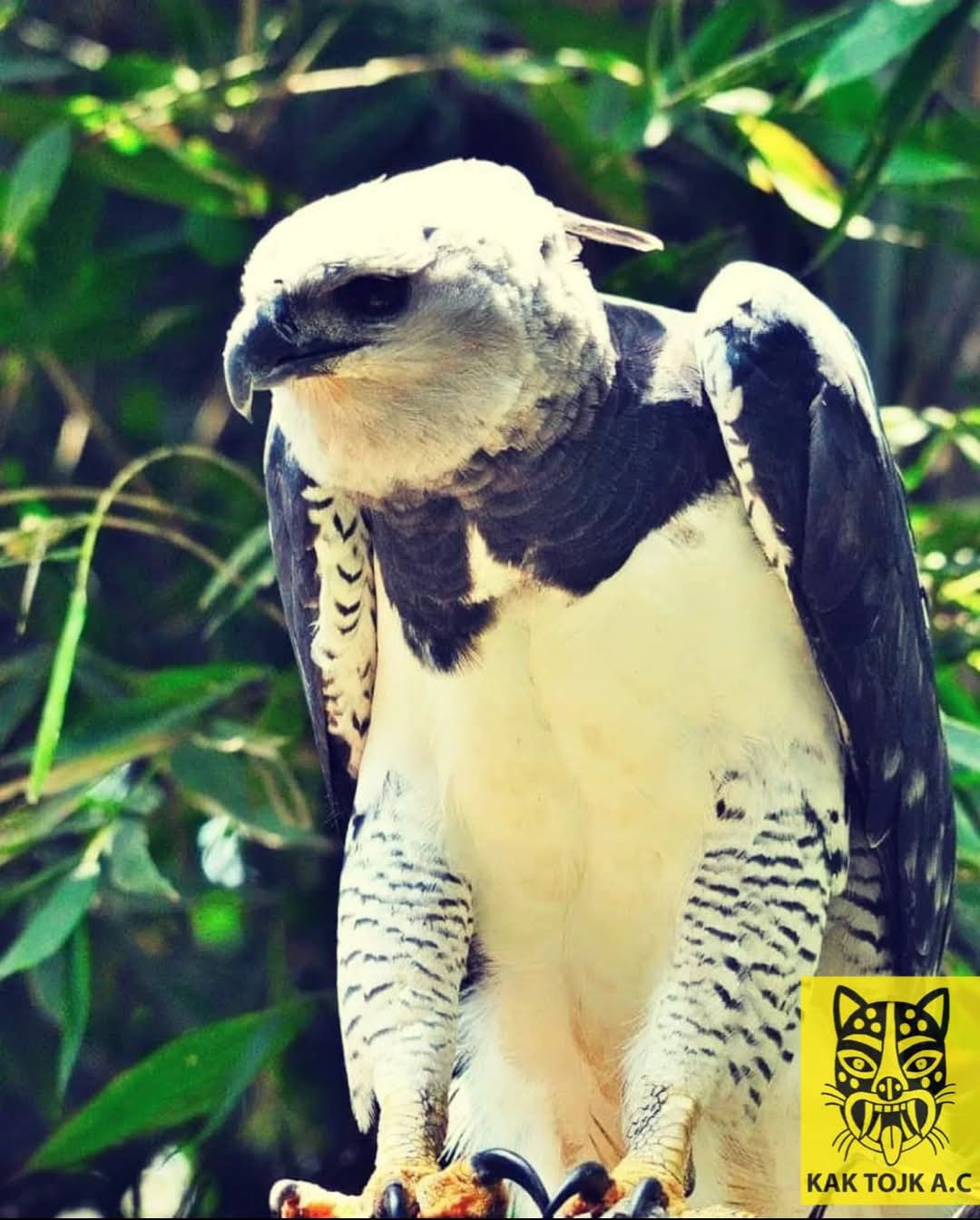 Reaparece en Chiapas el águila arpía, especie que se creía extinta ...