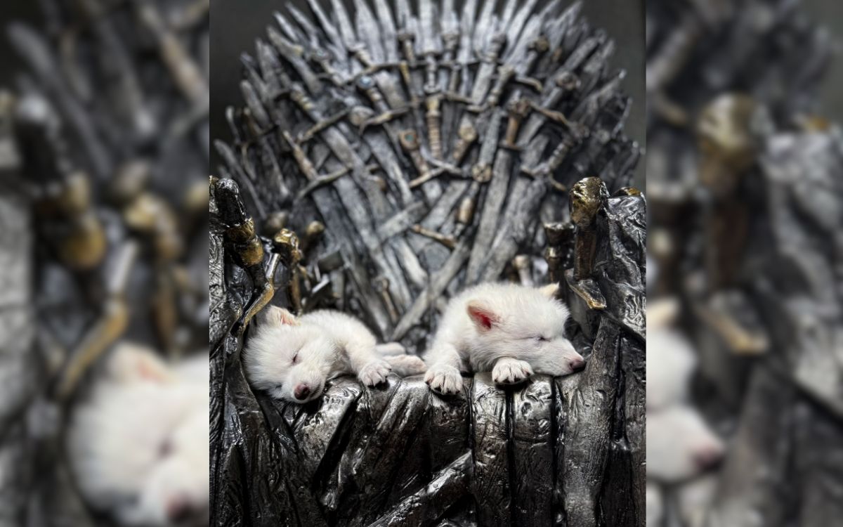 Reviven al lobo huargo de la Casa Stark en serie Juego de Tronos ...