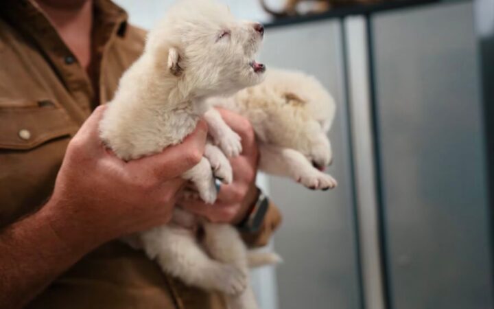 Reviven al lobo huargo de la Casa Stark en serie Juego de Tronos ...