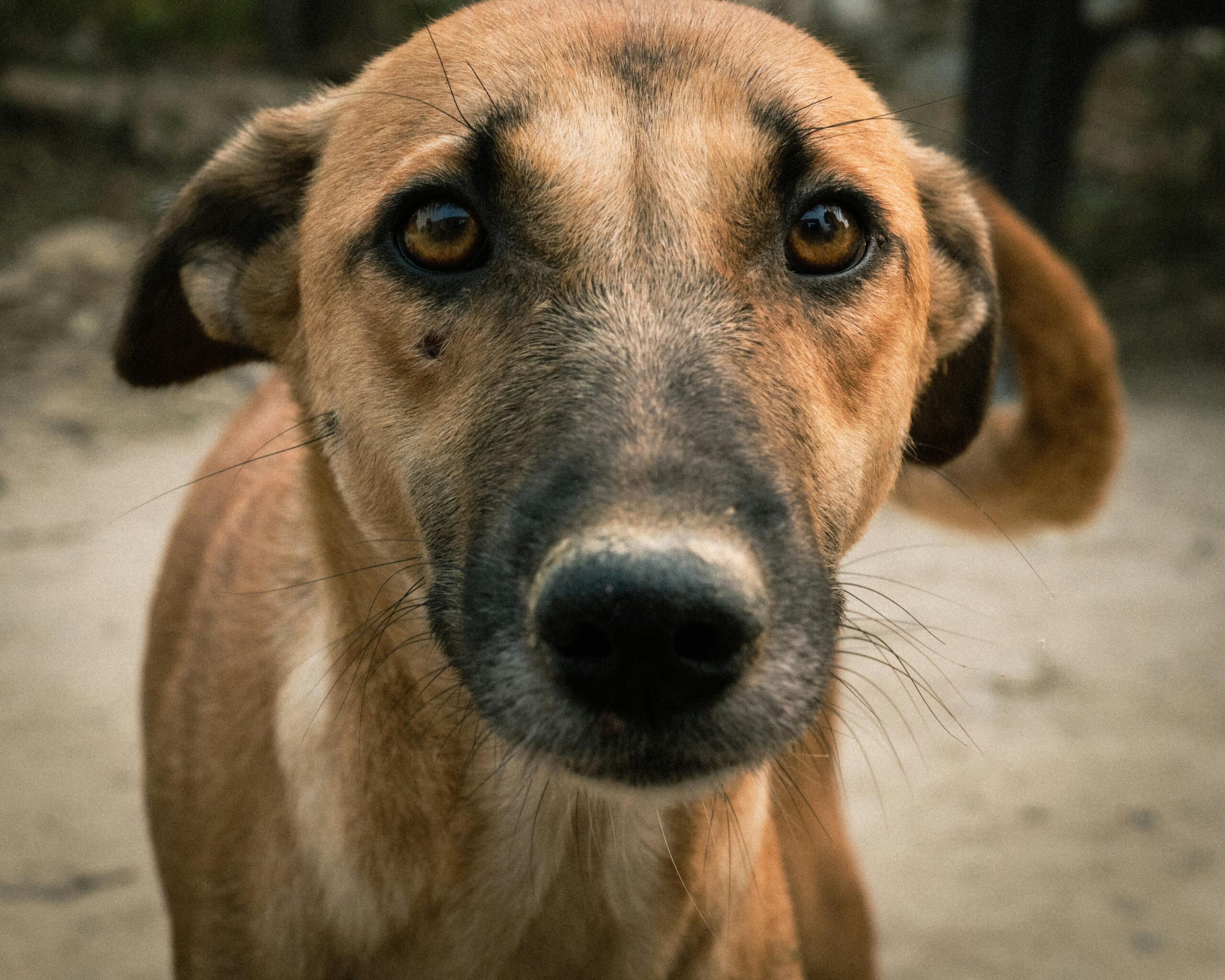 ¿Los perros entienden lo que hablamos? Aquí te decimos