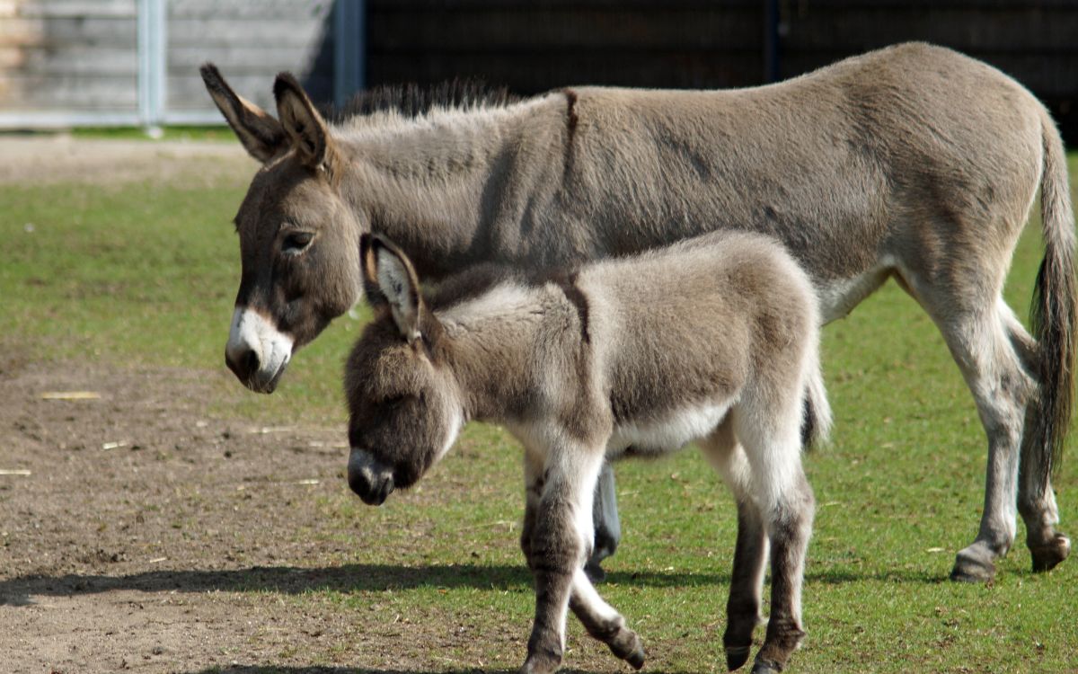 De oseznos a caloyos: los nombres (a veces insólitos) de las crías ...