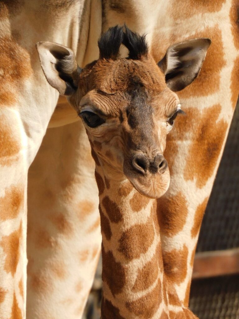 ¡Increíble! Nace cría de jirafa en Zoológico de Chapultepec | Aristegui Noticias
