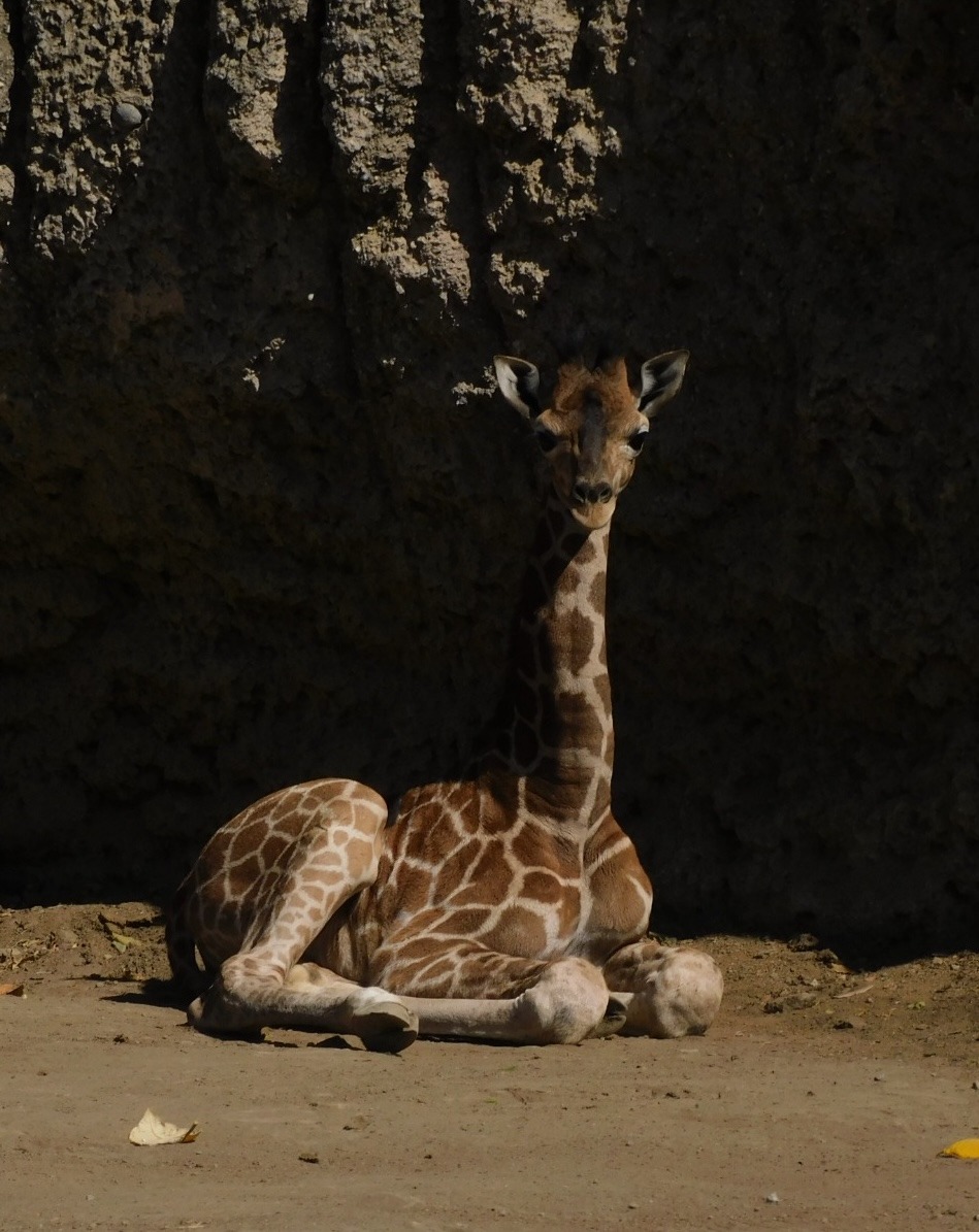 ¡Increíble! Nace cría de jirafa en Zoológico de Chapultepec | Aristegui Noticias