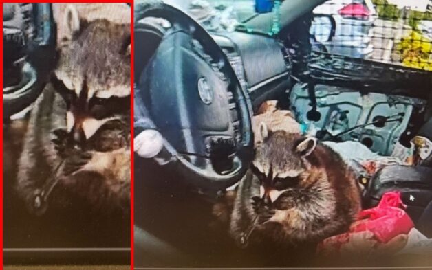 Un mapache con pipa de metanfetamina sorprende a la policía durante un ...