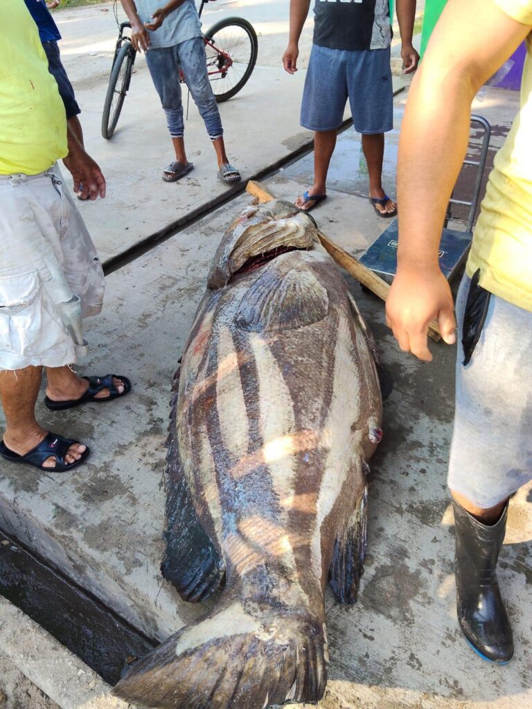 Pescan cherna gigante de 290 kilos cerca de zona afectada por derrame ...