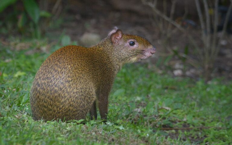 Capibara, hazte a un lado: llegó el tepezcuintle | iNaturalistMx ...