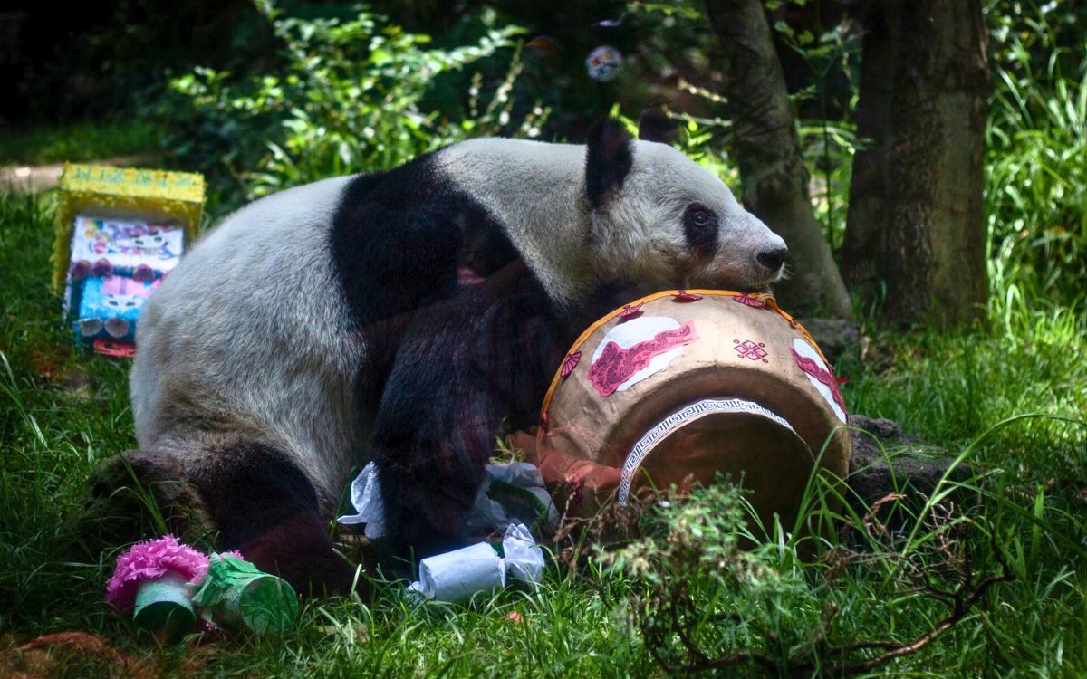 Xin Xin, la última panda gigante de México, inicia su despedida: 'está en la etapa final de su ...