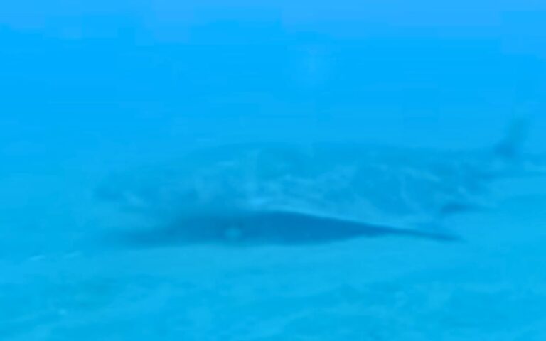 Video | Avistan tiburón ángel, uno de los más raros del mundo y en ...