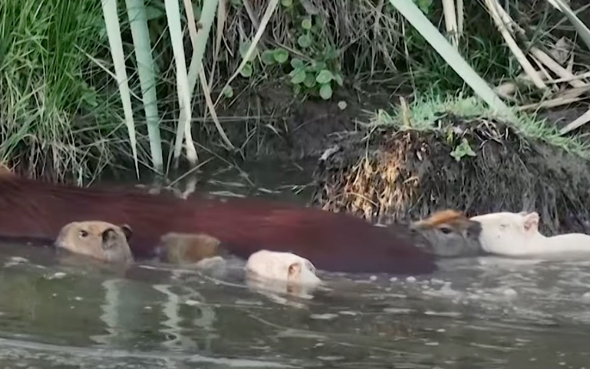 El trágico final de los capibaras albinos que conquistaron internet ...