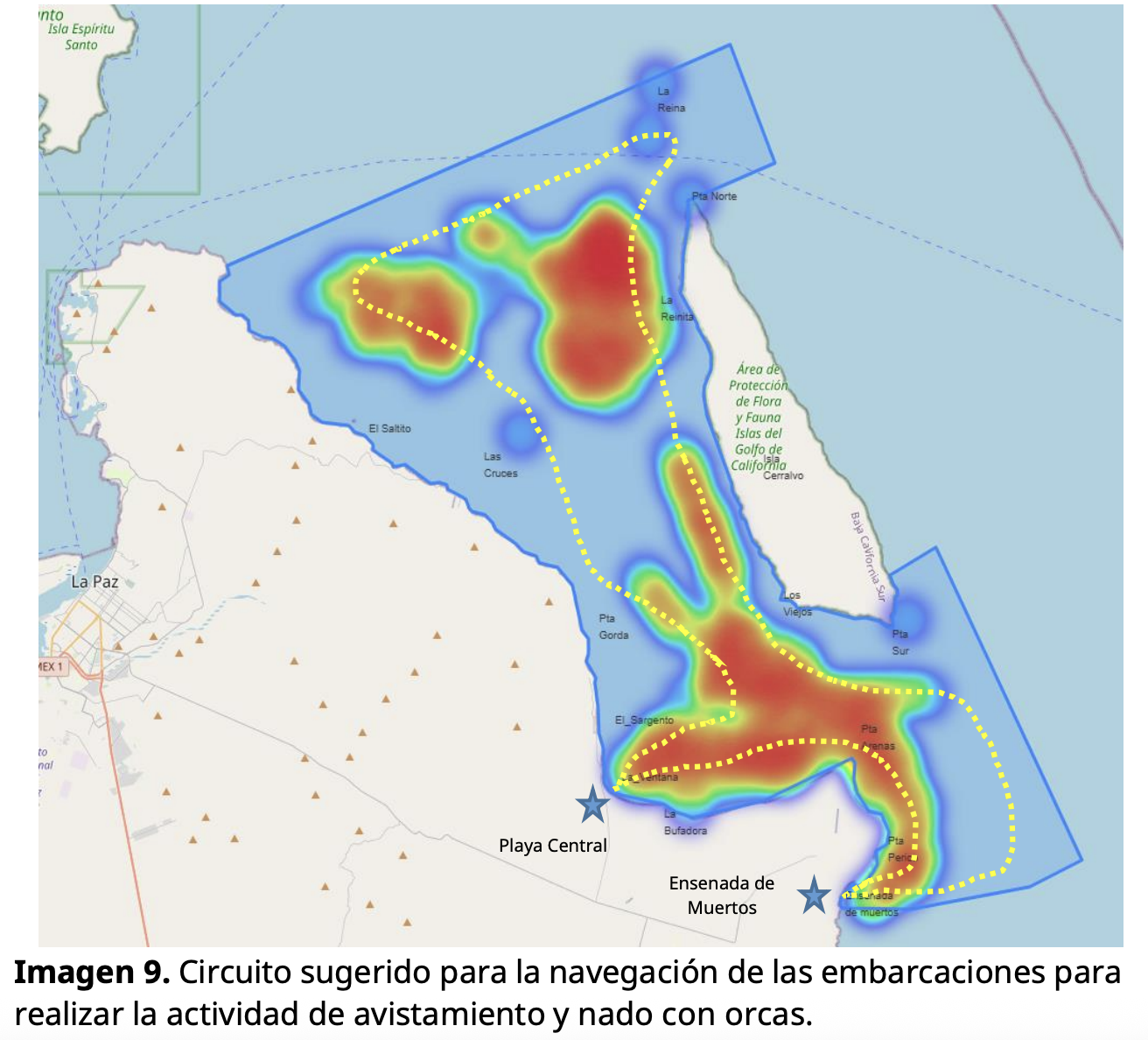Aprueba Semarnat nado con orcas en Baja California Sur | Aristegui Noticias