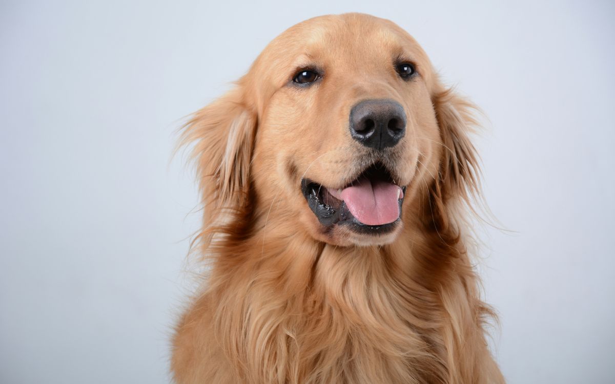 Humanos y perros golden retrievers comparten raíces genéticas para su ...