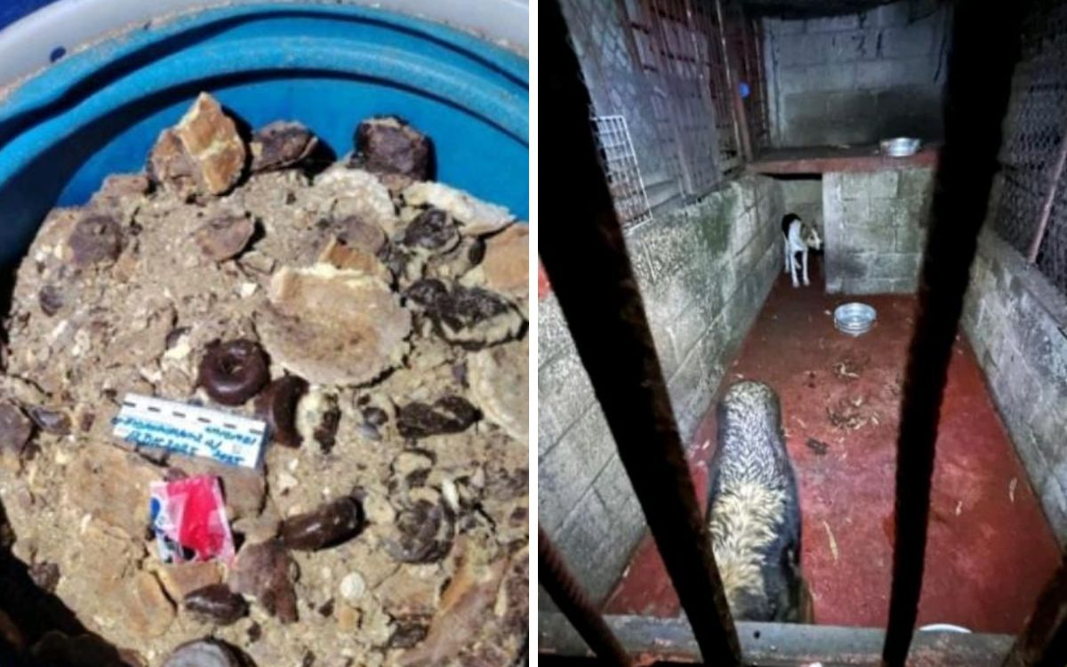 Más allá del conflicto inmobiliario: Activista pone el foco en el ...