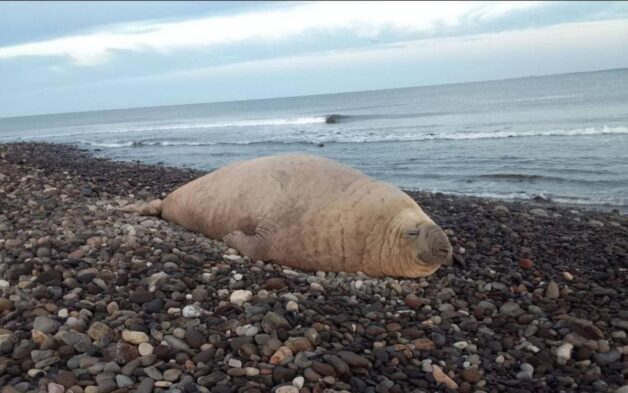 Gripe aviar mata a 13 mil crías de foca en una remota isla australiana ...